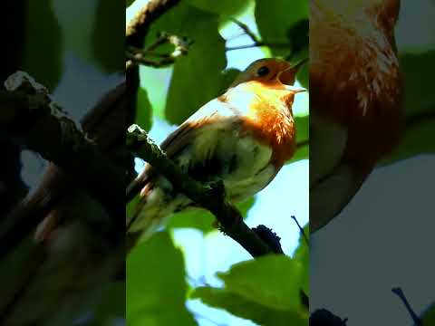 European Robin song /call/sound/voice