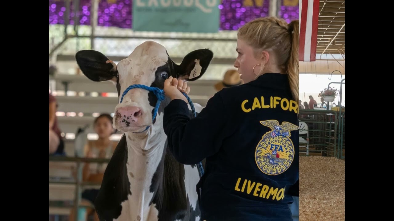 Master Showmanship Photos, Alameda County Fair ( 7/6/24)