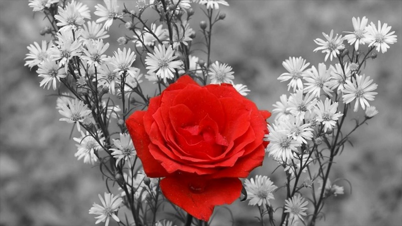 Valentine Roses Wallpapers