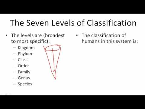 The Seven Levels of Classification