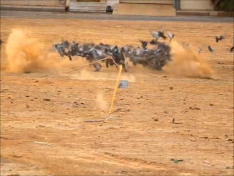 How to catch the birds | UaEe