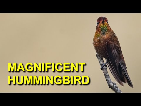 Must See MAGNIFICENT HUMMINGBIRD of Peru