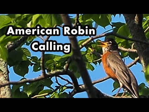 American Robin High In A Tree Calling - Bird Calls and Sounds - Bird Voice Sound