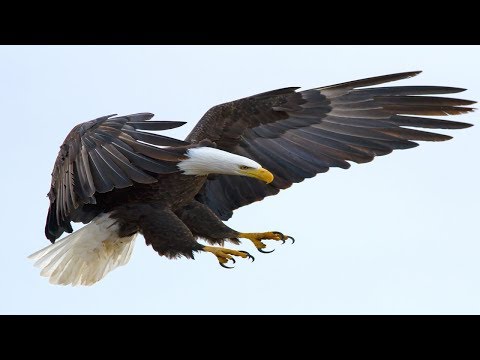 American Sign Language ASL Video Dictionary - eagle