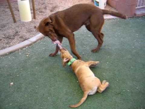 CaptainMorgan(adptd 12/22/07) & Pharaoh(adptd12/14/07)- AAWL