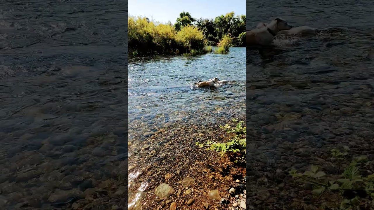Mello loves to swim.
