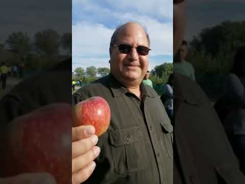 Apples Picking