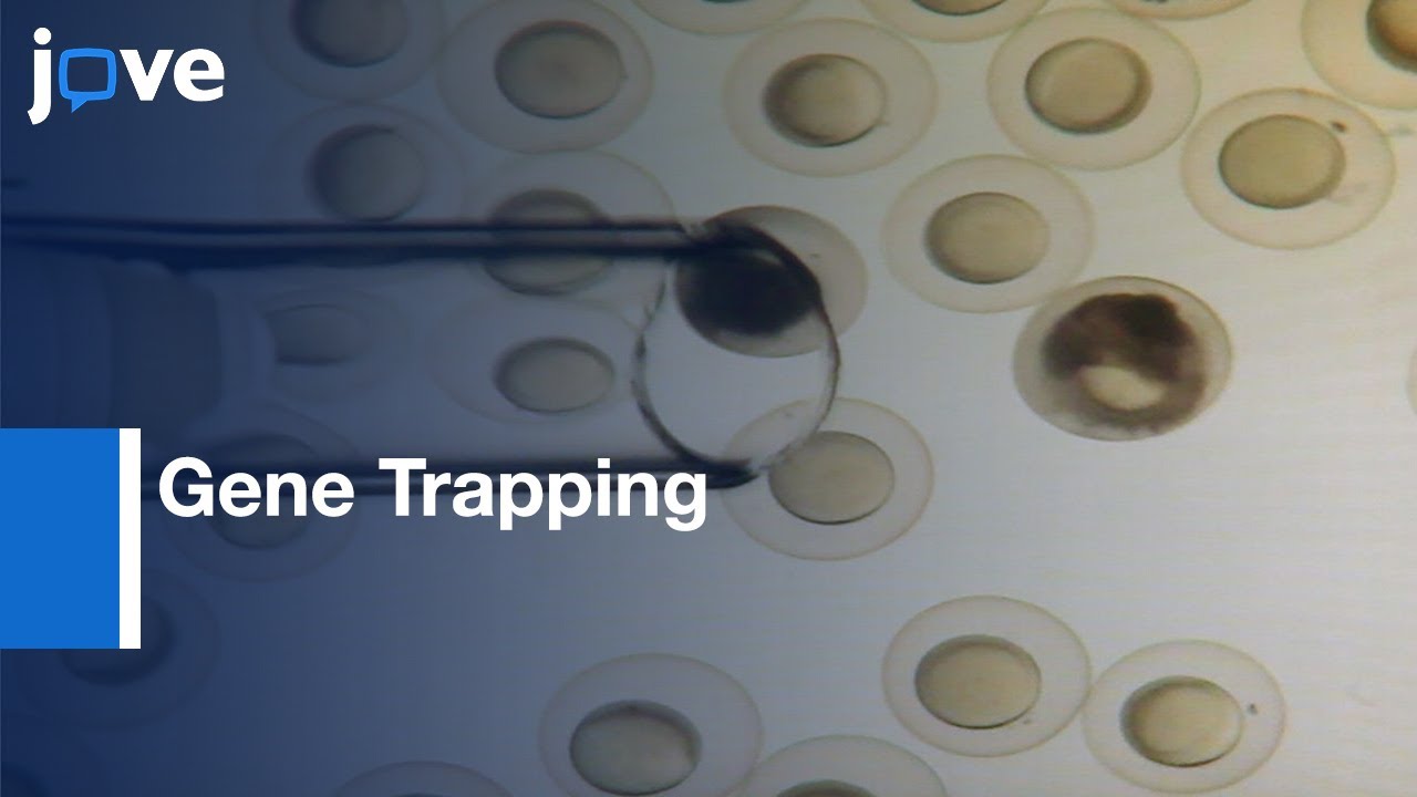 Gene Trapping Using Gal4 In Zebrafish l Protocol Preview