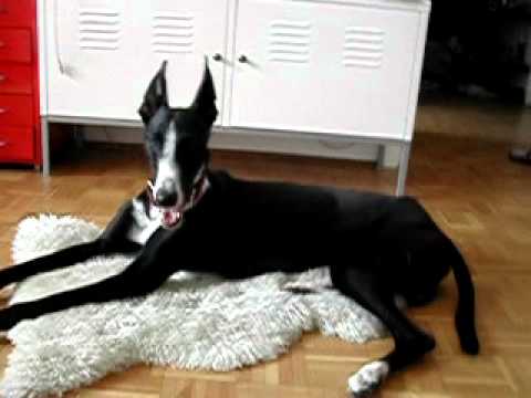 Rayo - Introduction of a spanisch greyhound - Part 3