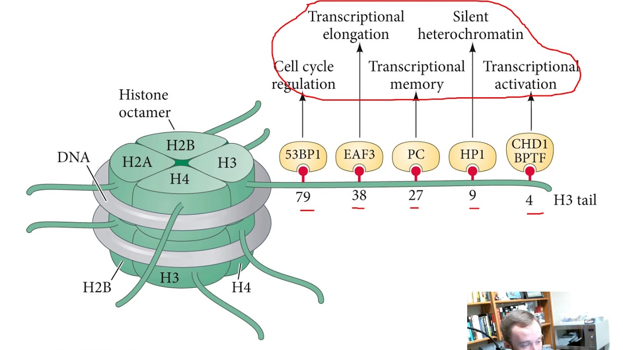 Differential Gene Expression (Chapter 3)