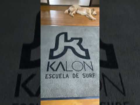 Kalon Surf Camp in Costa Rica is pura vida π€πΌ If they can teach us to surf, anyone can do it π