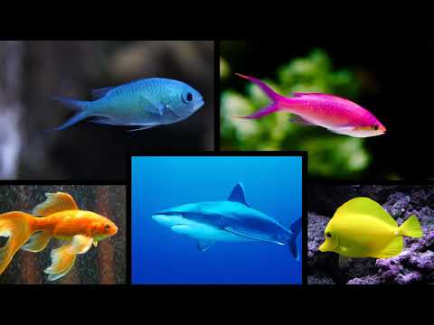 Amphibians,Reptiles,Birds,Mammals,Fish,Insects explained in Tamil Language For Kids