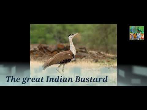 The great Indian Bustard