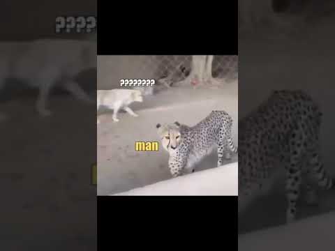 short memes and strange zoo V219