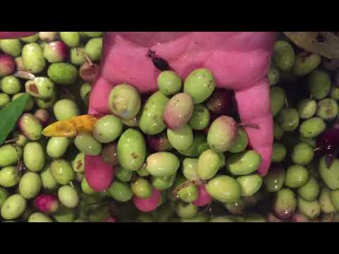 Taggiasca olives
