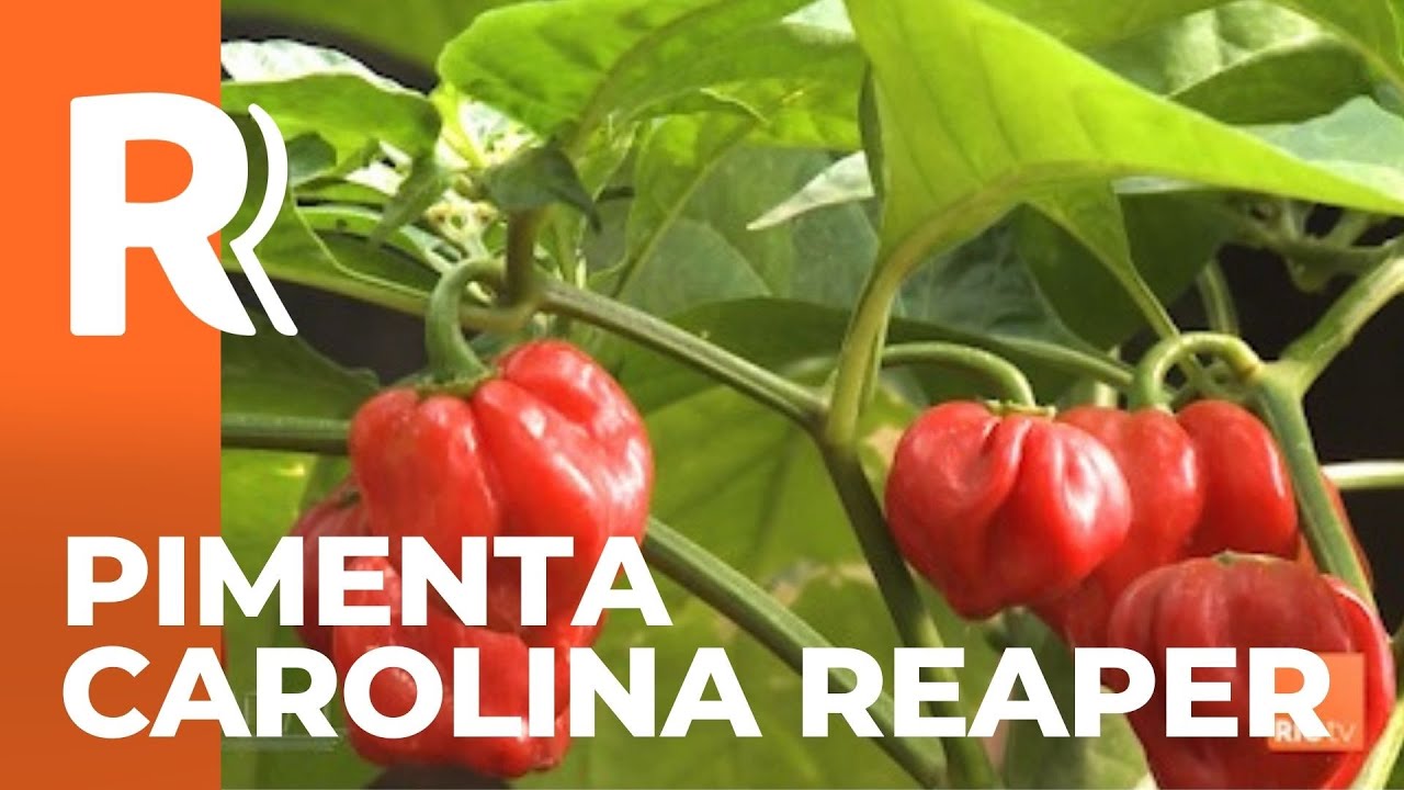 Pimenta mais ardida do mundo é cultivada em Maringá e vendida para todo ...