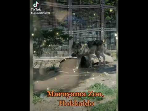 White Wolf 🐺 in Hokkaido Maruyama Zoo 🚅