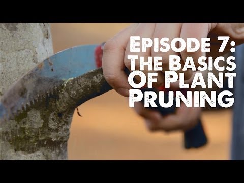 The Basics of Pruning Plants: S1: Episode 7