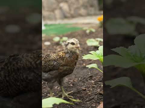 Americana chicks doing work #chickens #chicks #garden