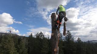 3 Best Tree Services in Spokane, WA - Expert Recommendations