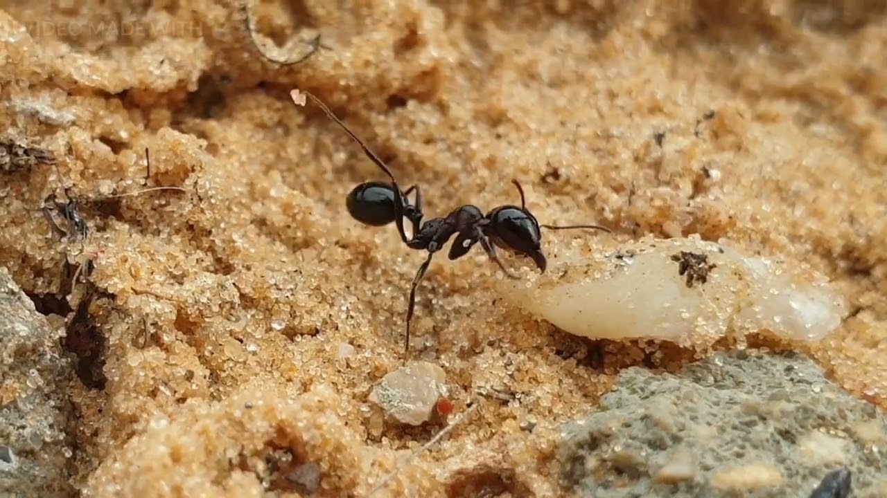 Video 3: The Brave Little Ant