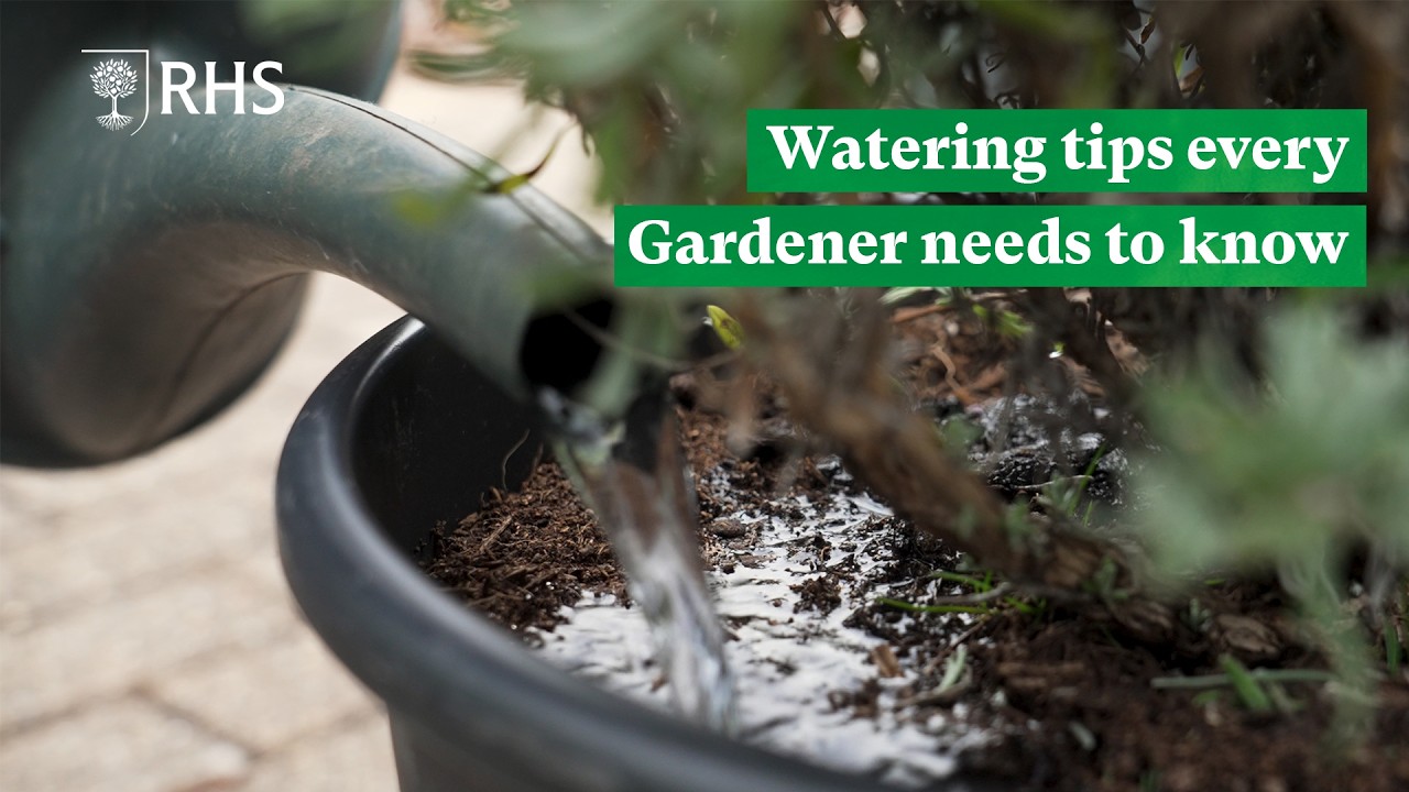 How to water your garden wisely | The RHS