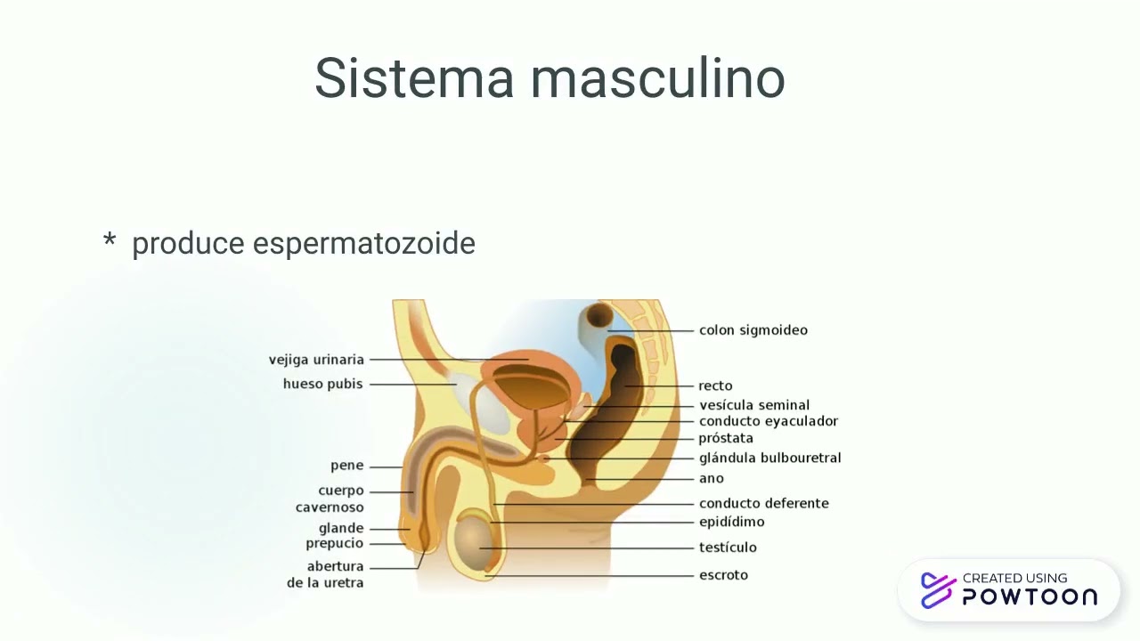 Sistema Reproductor.pptx