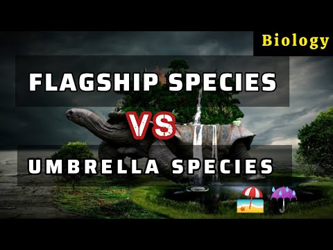 Flagship species vs Umbrella species Differences Biology #species