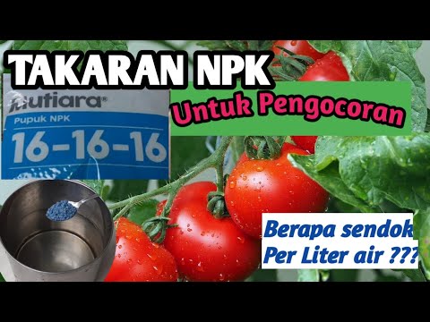 Takaran Pupuk NPK Mutiara untuk Pengocoran Tanaman Tomat agar Subur dan Lebat Buahnya