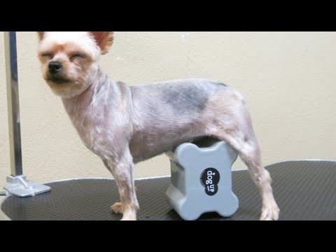 Grooming A Poodle Mix Live