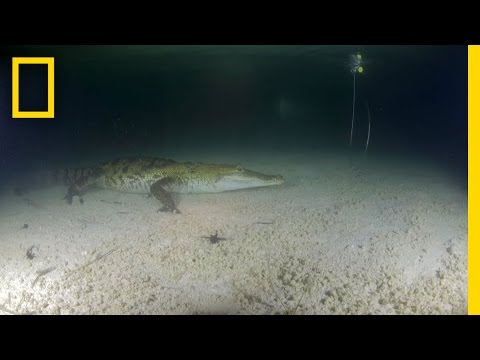 Watch Scientists Catch Crocodiles—in the Dark | National Geographic