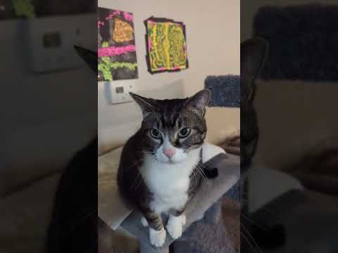 the world of cats #felinecompanions #cute #felinecompanions #kitten #pets #felinefascination