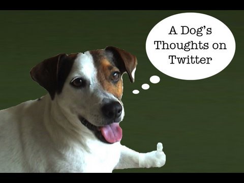 A Dog's Thoughts on Twitter
