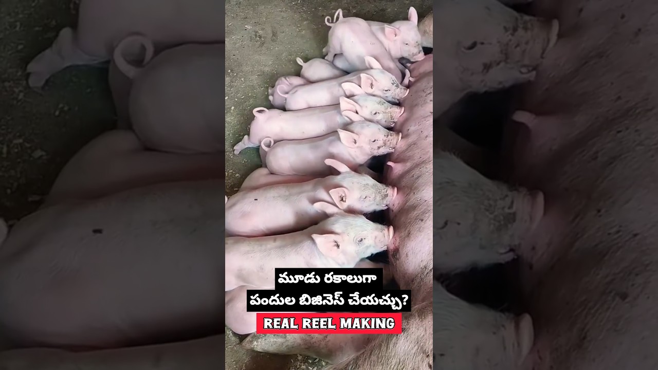 Profitable Pig Farming Businesses (and Their Benefits)/The secret world of pig farming