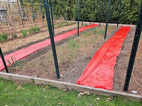 Red Plastic Mulch Is The BEST Companion For Your Tomatoes! Its So Easy To Place! #gardening #mulch