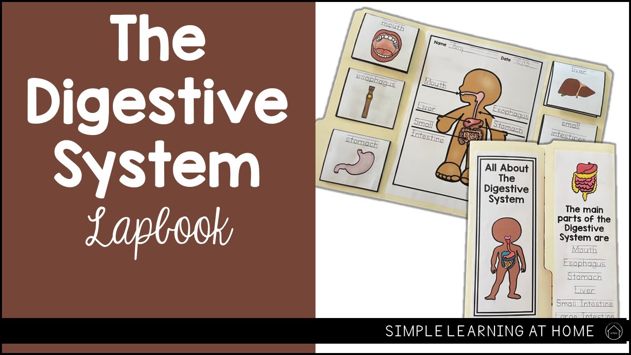 Digestive System Lapbook