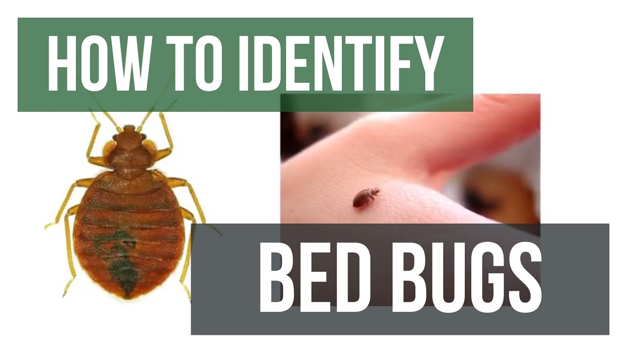 Quick Solutions: How to Identify Bed Bugs