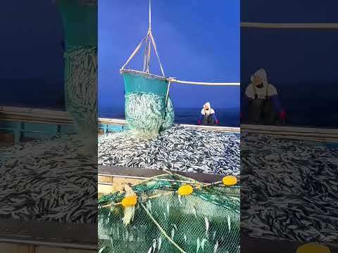 Deep sea purse seine fishing explodes! Both craftsmanship and environmental protection are important