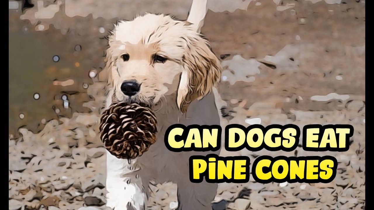 Can Dogs Eat Pine Cones