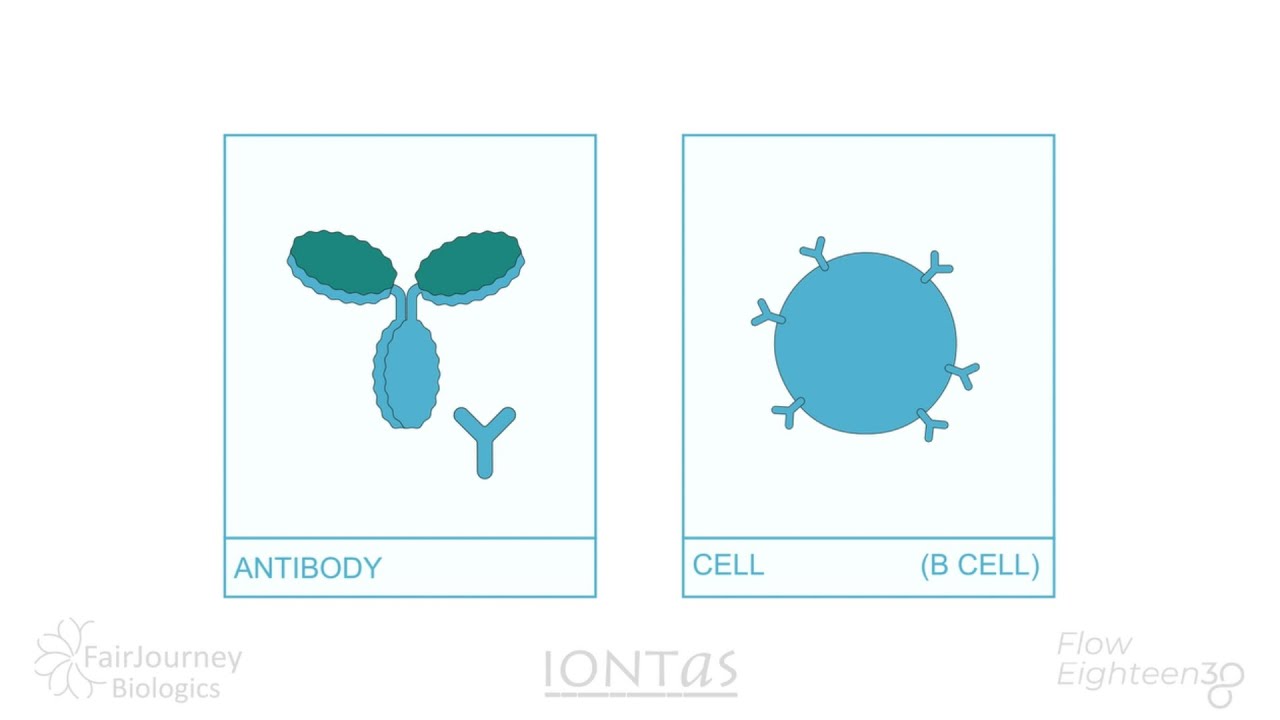 An Introduction to Antibody Phage Display