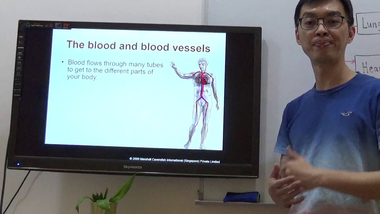 P5 Science - Circulatory System (Teaching slides)