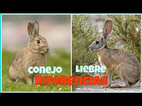 Diferencias entre un Conejo y una Liebre