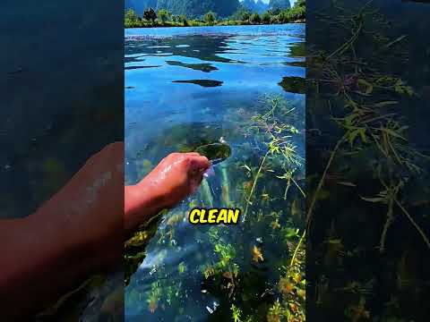 iPhone in Clean vs Dirty Water 📱