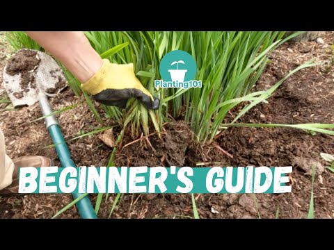 Step by Step: How to Divide Iris and Replant Iris