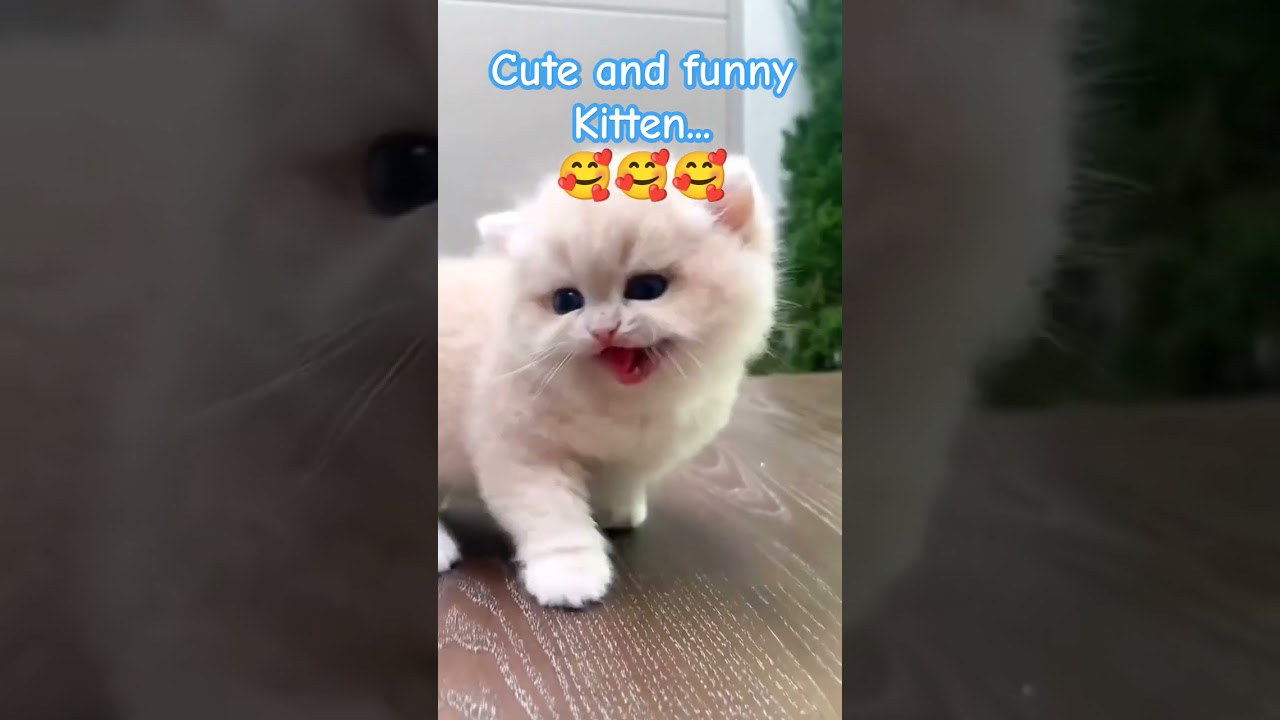 Funny kitten #quotes #music #story #funny #lucu #kitten #masukberanda #trendingshorts #viral #fyp
