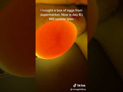 Supermarket duck eggs Day 6