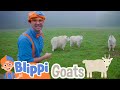 Blippi Explores A Safari Park Learn About Animals For Kids E Watch HD ...