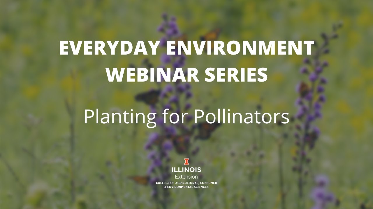 Planting for Pollinators, Everyday Environment