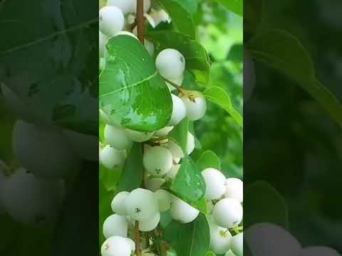 Quran verses ❤️|#quranrecitation #flowers #youtubeshorts