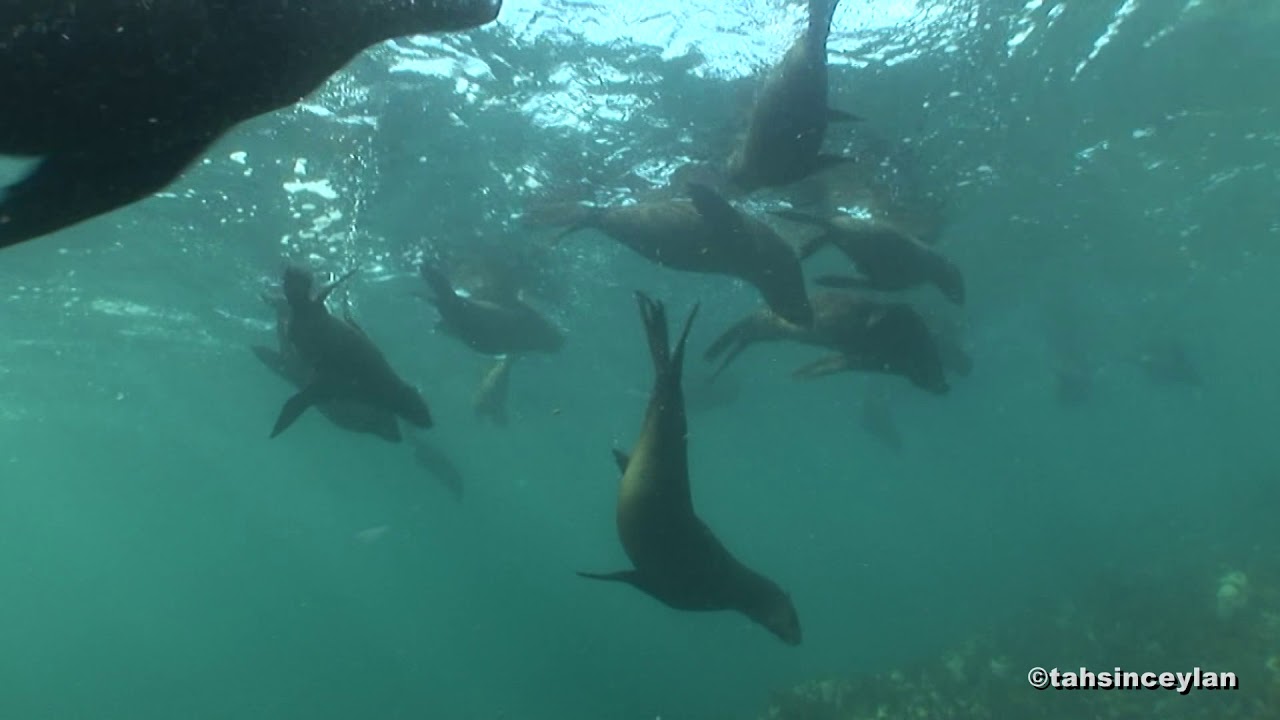 Afro-Australian Fur Seal (Arctocephalus pusillus)